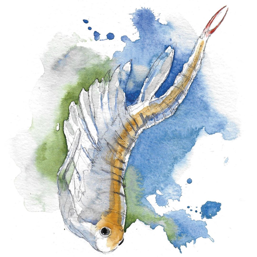 Watch Out for Tiny ‘Fairy Shrimp’ on Your Next Hike Up Enchanted Rock
