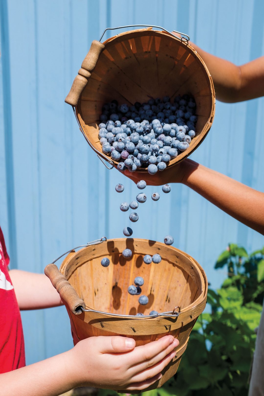 Where to Pick the Best Texas Produce for Canning