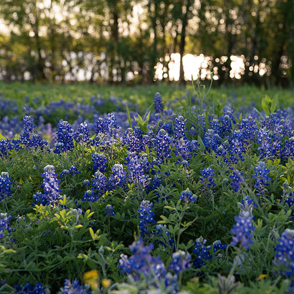A field of bluebonnets