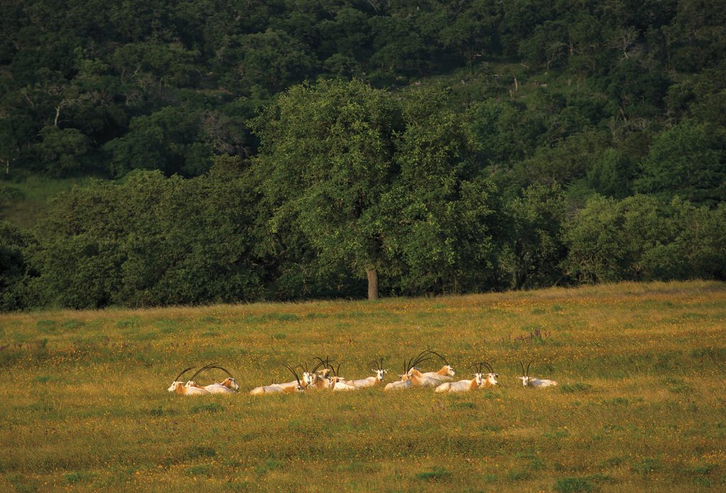 One Man’s Half-Century Project to Heal a Hill Country Landscape Created ...