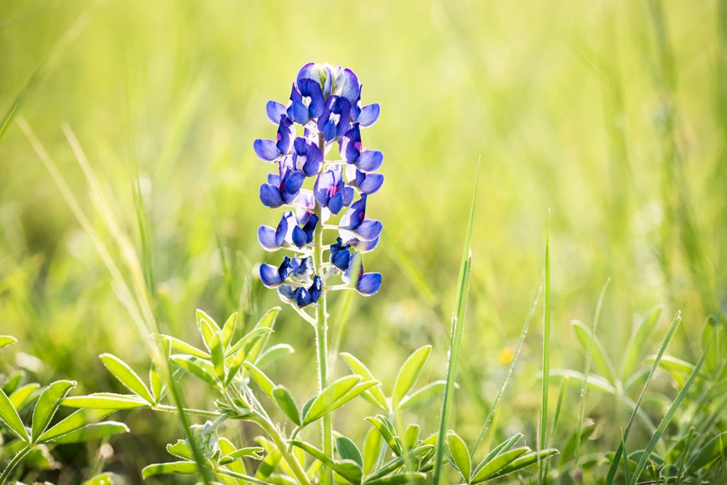 Gallery: Wildflowers of the Hill Country
