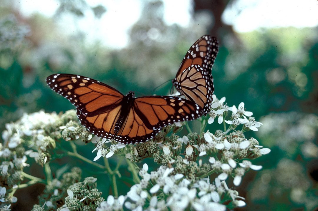 A Royal Sighting, Texas-Style: Monarch Butterflies Are Making Their ...
