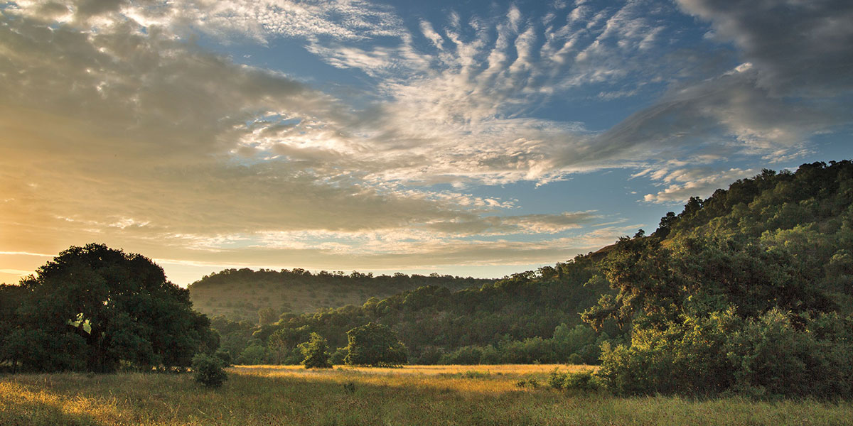 Grassy fields and brushy mesas epitomize Hill Country beauty.