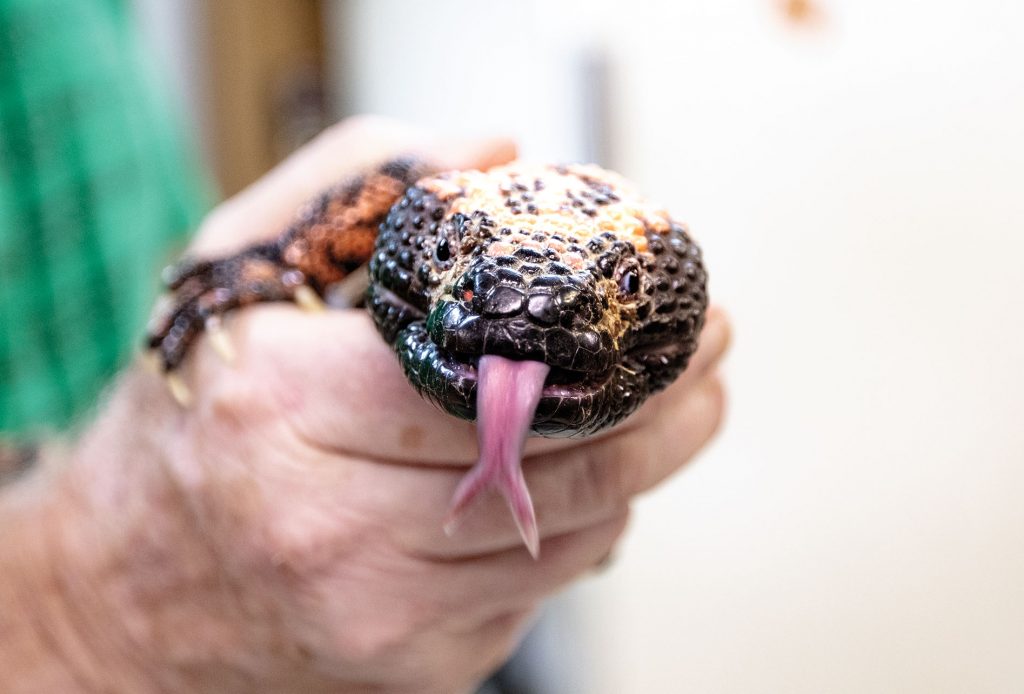 Slither Into the Outback Oasis Motel for a Lesson in the Snakes of West ...