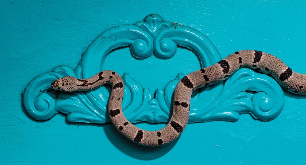 Slither Into the Outback Oasis Motel for a Lesson in the Snakes of West ...