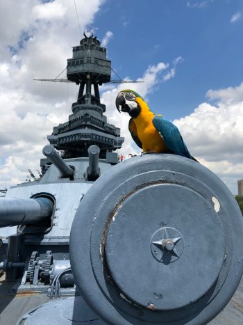 On the Road with Tiki, the Traveling Macaw of Texas
