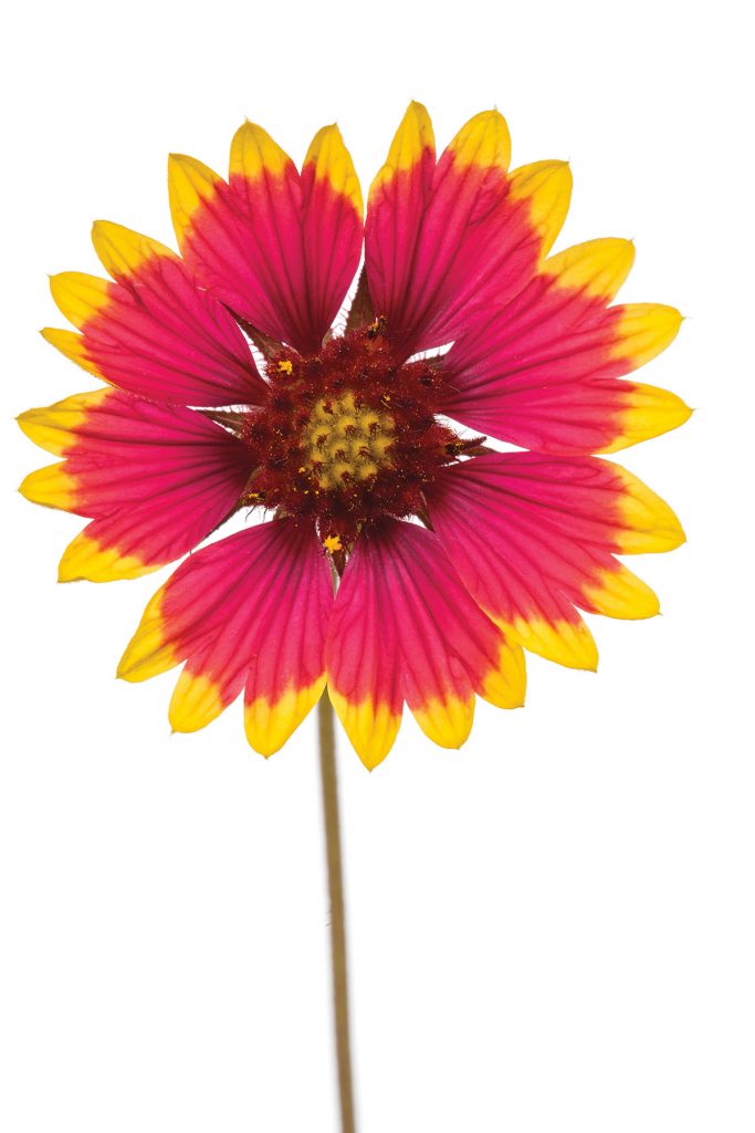 The Wildflowers of Texas: Our Top 20 Field Guide