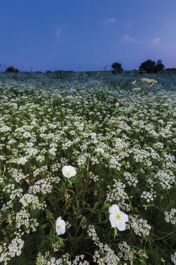 12 Scenic Wildflower Drives for the Perfect Spring Road Trip