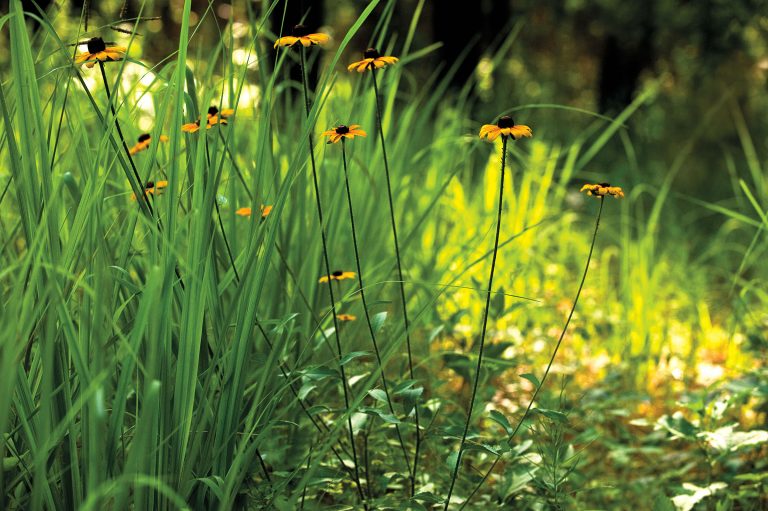 12 Scenic Wildflower Drives for the Perfect Spring Road Trip