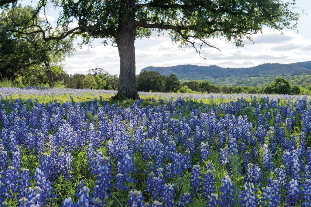 12 Scenic Wildflower Drives for the Perfect Spring Road Trip