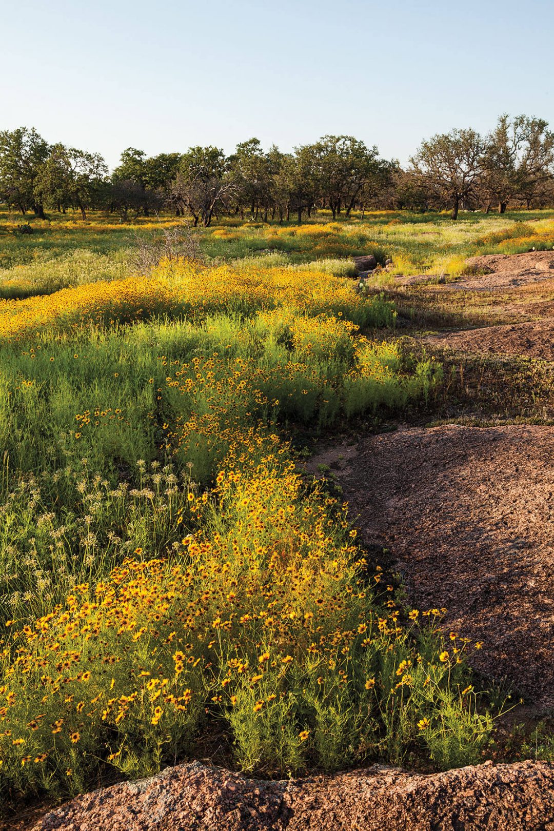 12 Scenic Wildflower Drives for the Perfect Spring Road Trip