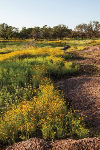12 Scenic Wildflower Drives for the Perfect Spring Road Trip