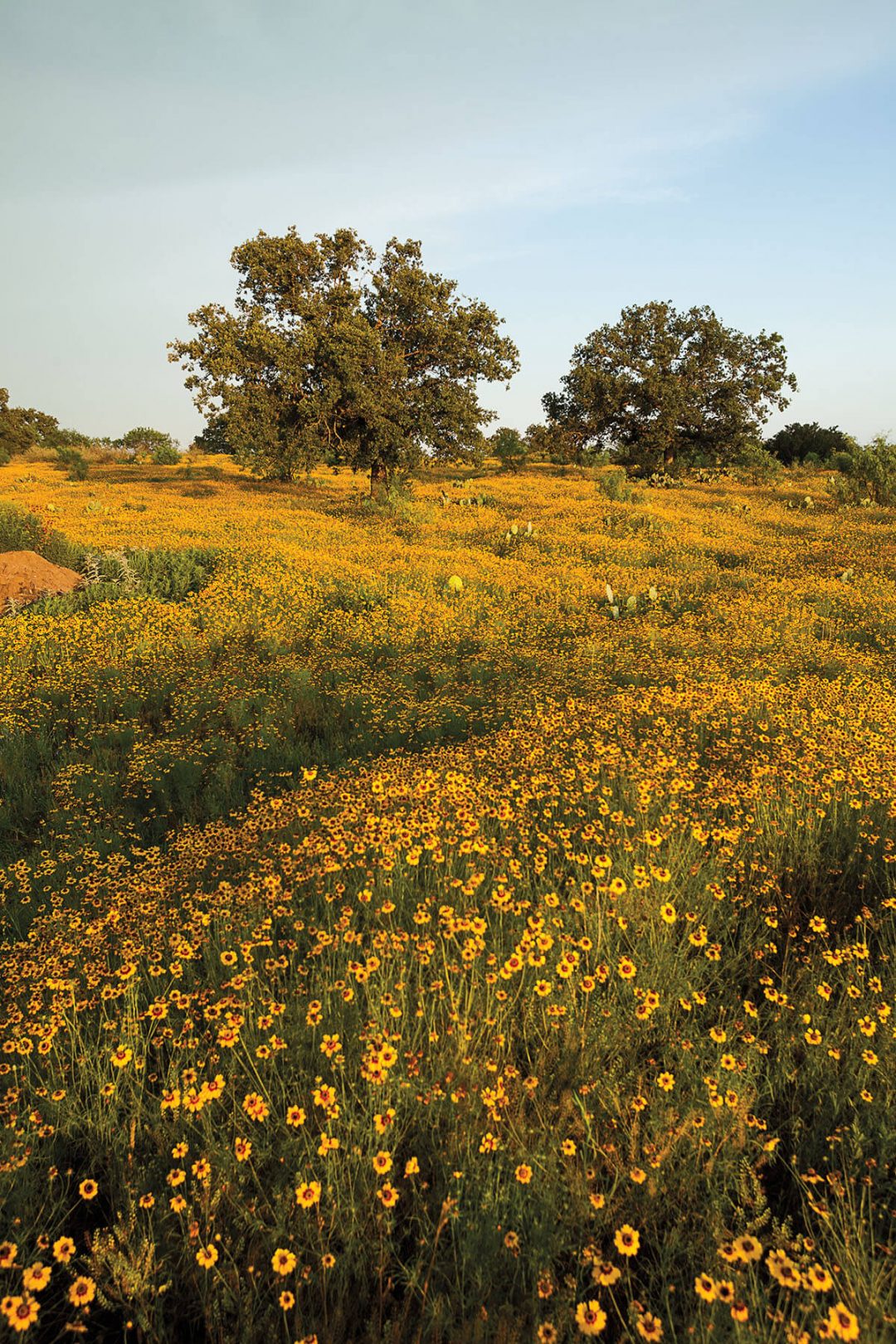 12 Scenic Wildflower Drives for the Perfect Spring Road Trip