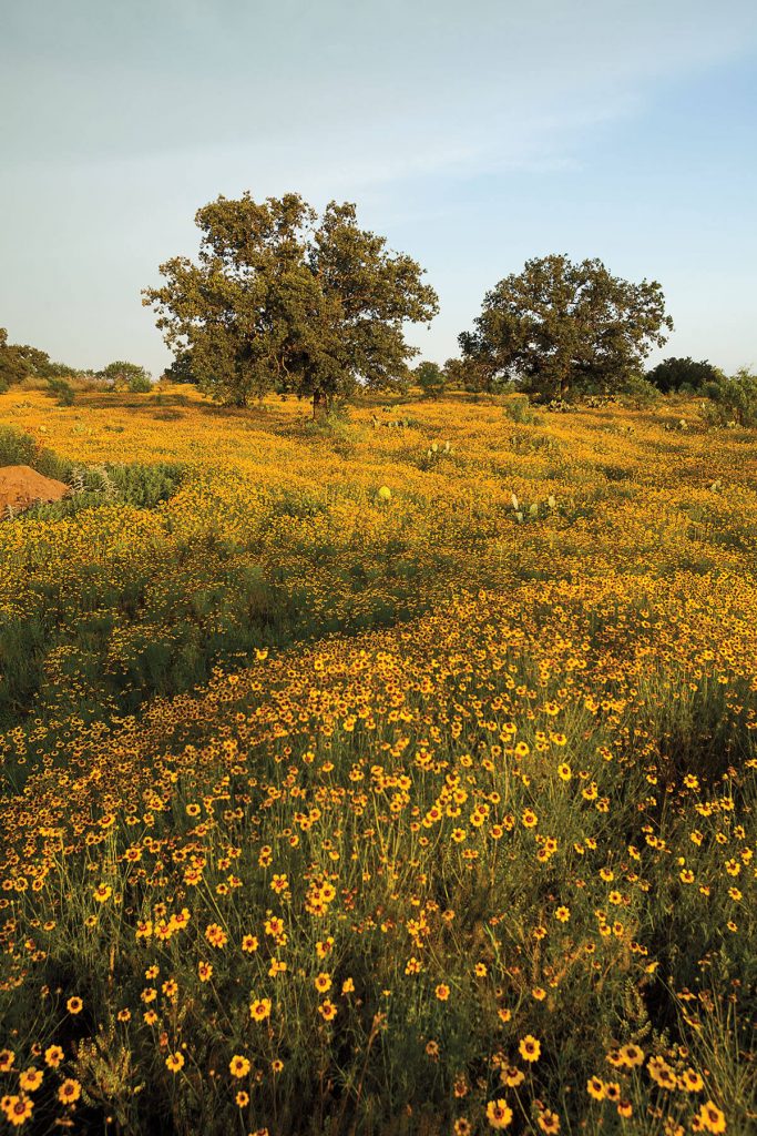 12 Scenic Wildflower Drives for the Perfect Spring Road Trip