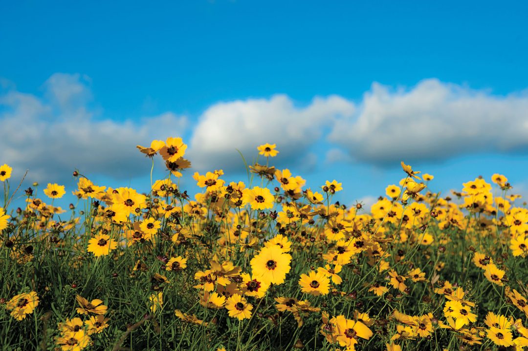 12 Scenic Wildflower Drives for the Perfect Spring Road Trip