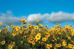 12 Scenic Wildflower Drives for the Perfect Spring Road Trip