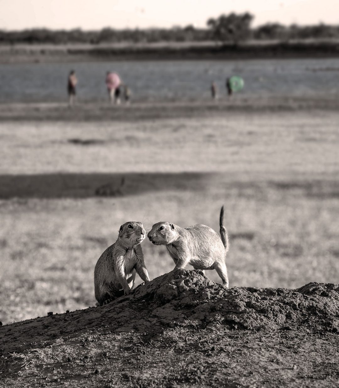 Go on Safari to see the Wild Animals of Texas