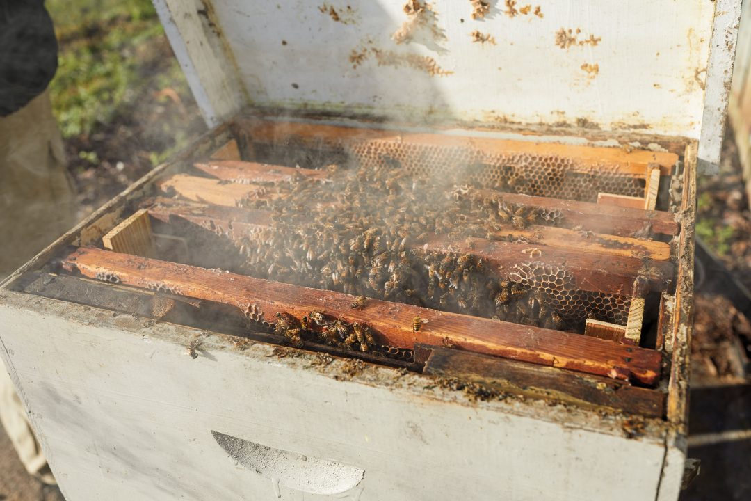 Roosevelt “King Bee” Roberson Has Been a Beekeeper for Over 50 Years