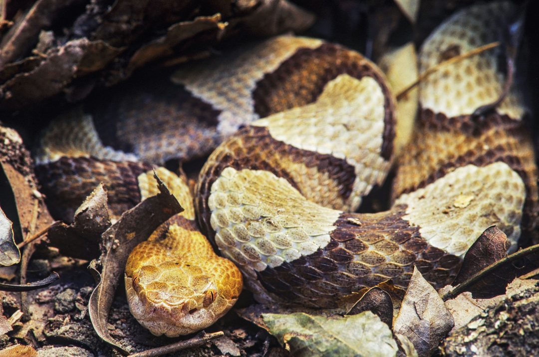 The Wild Snakes of Texas