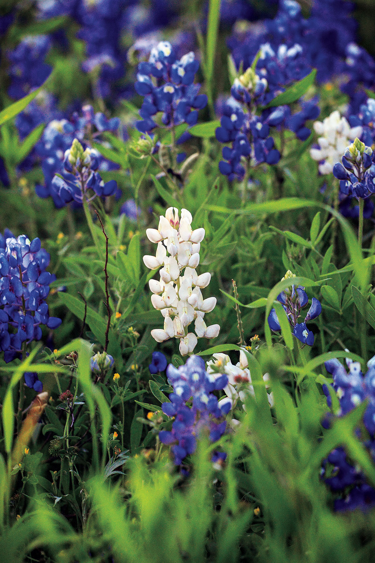 Stories of the Wild(flowers)