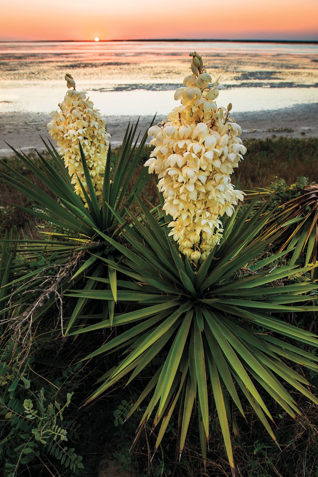 Stories of the Wild(flowers)