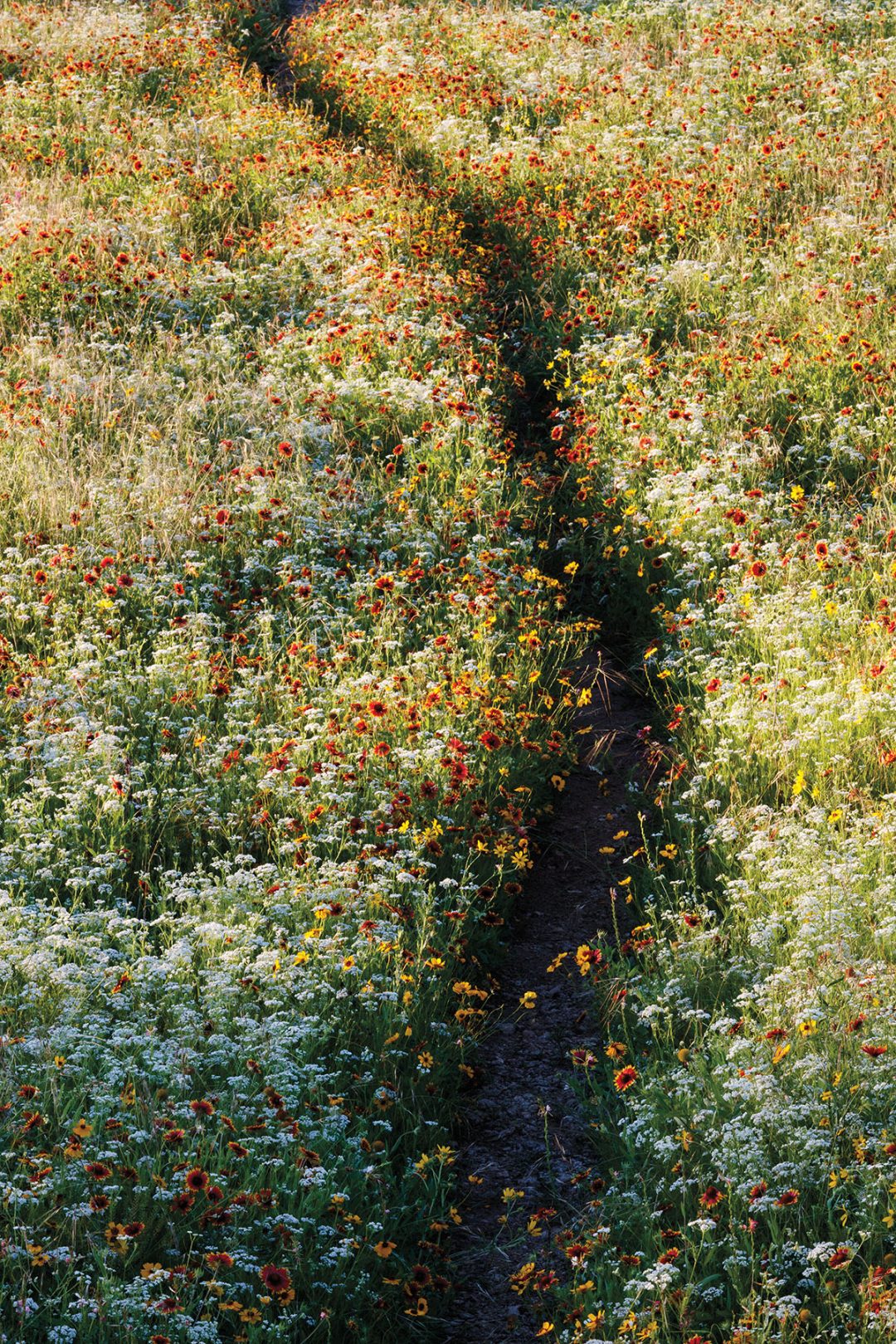 Discover the Natural Beauty of These Iconic Texas Wildflowers