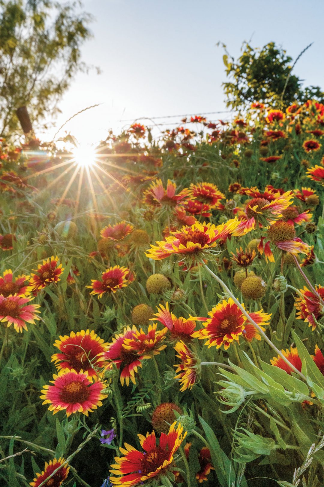 Discover the Natural Beauty of These Iconic Texas Wildflowers