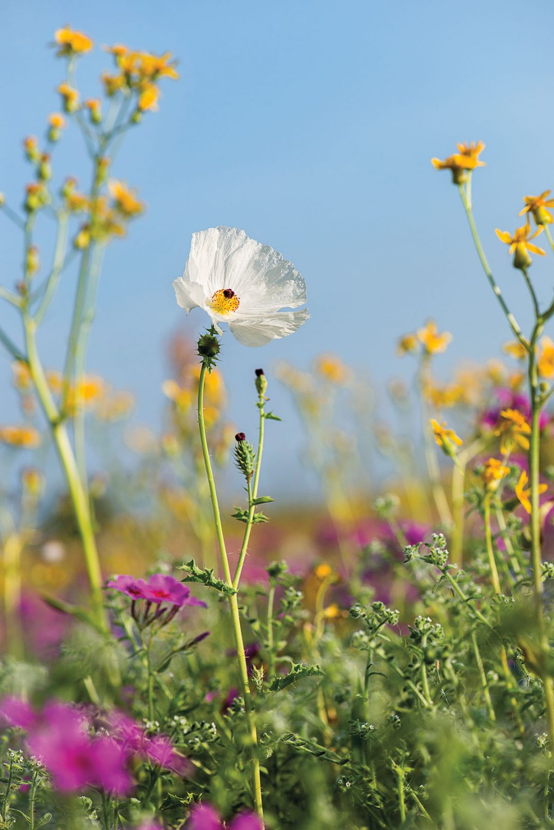 Discover the Natural Beauty of These Iconic Texas Wildflowers