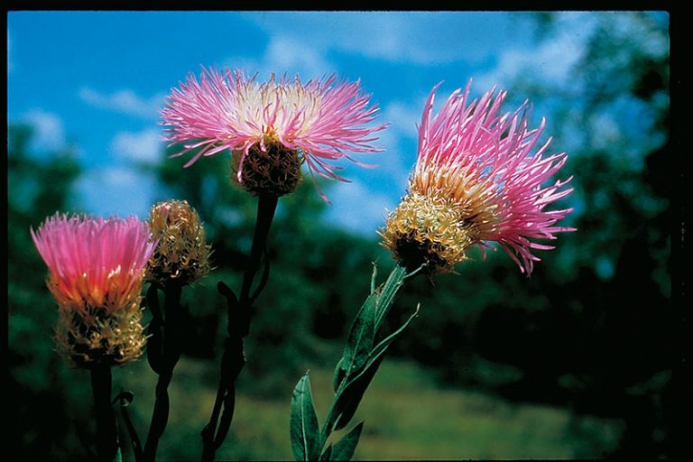 Wildflowers of Texas