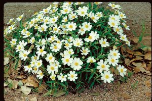 Wildflowers of Texas