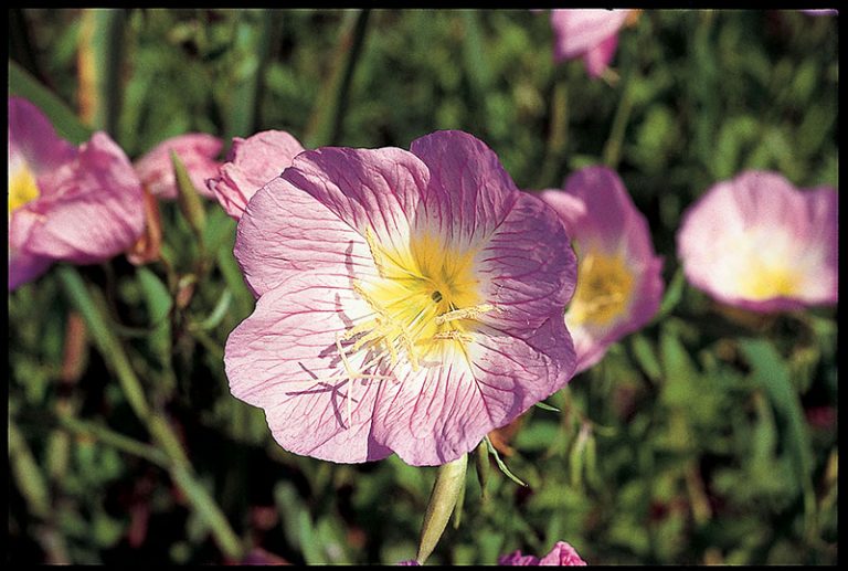 Wildflowers of Texas