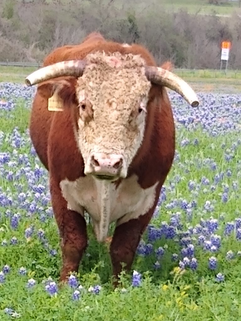 Readers Share Their Favorite Wildflower Photos