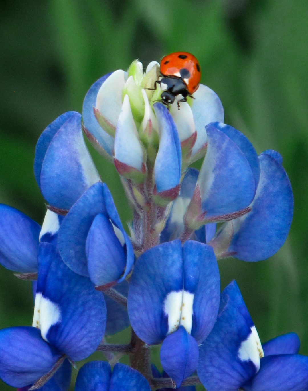 Readers Share Their Favorite Wildflower Photos