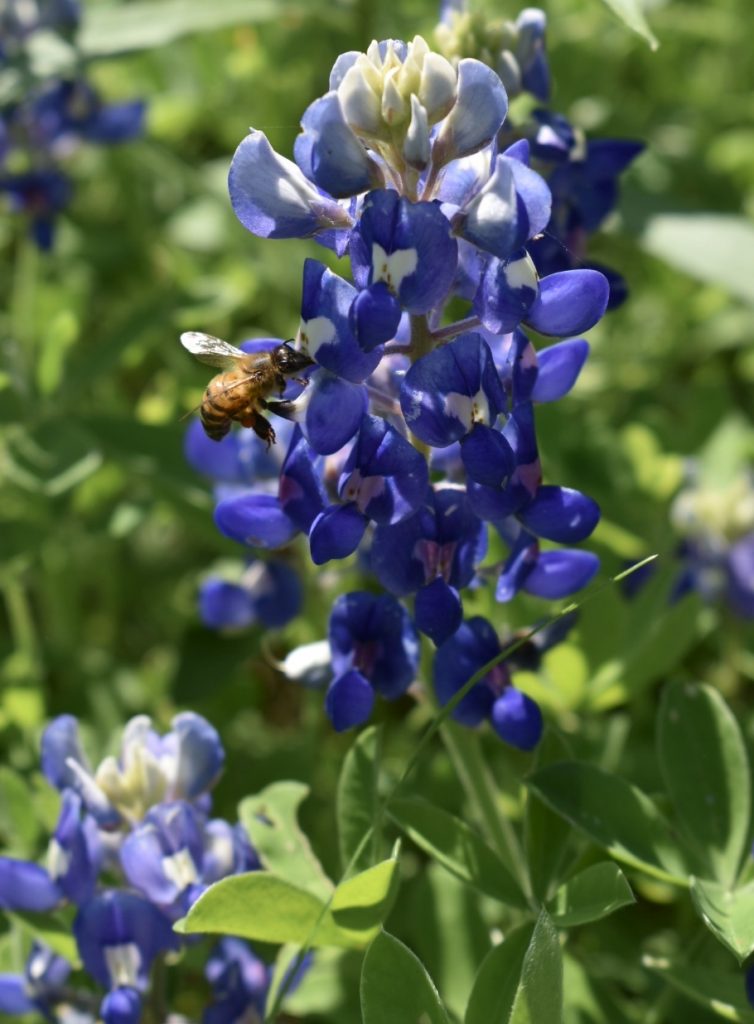 Readers Share Their Favorite Wildflower Photos