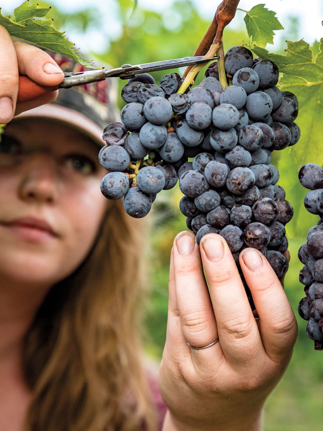 How the ‘Grape Man of Texas’ Saved the French Wine Industry