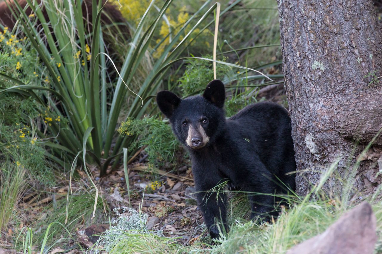 A New PBS Documentary Captures Rare Views of Big Bend National Park's ...