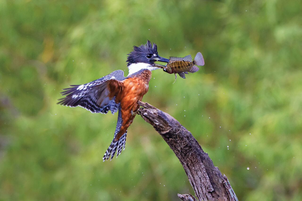 Resacas are the Natural Wonders of Texas’ Rio Grande Valley
