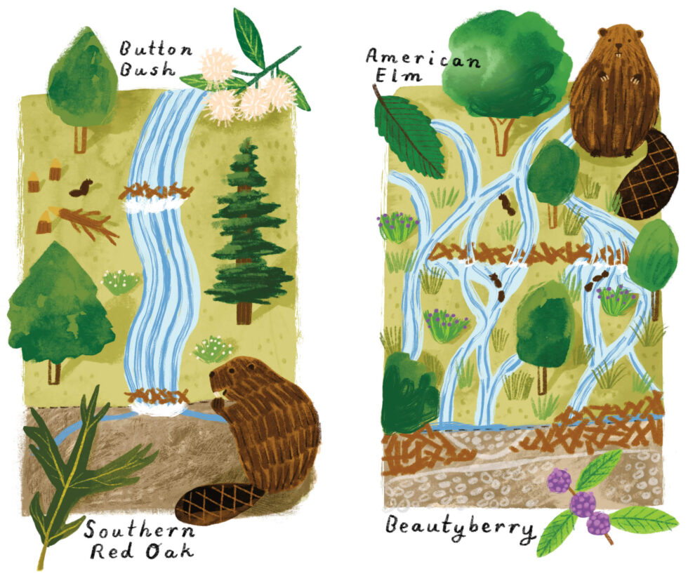 East Texas’ Swampy Wetlands Wouldn’t Exist Without Beavers