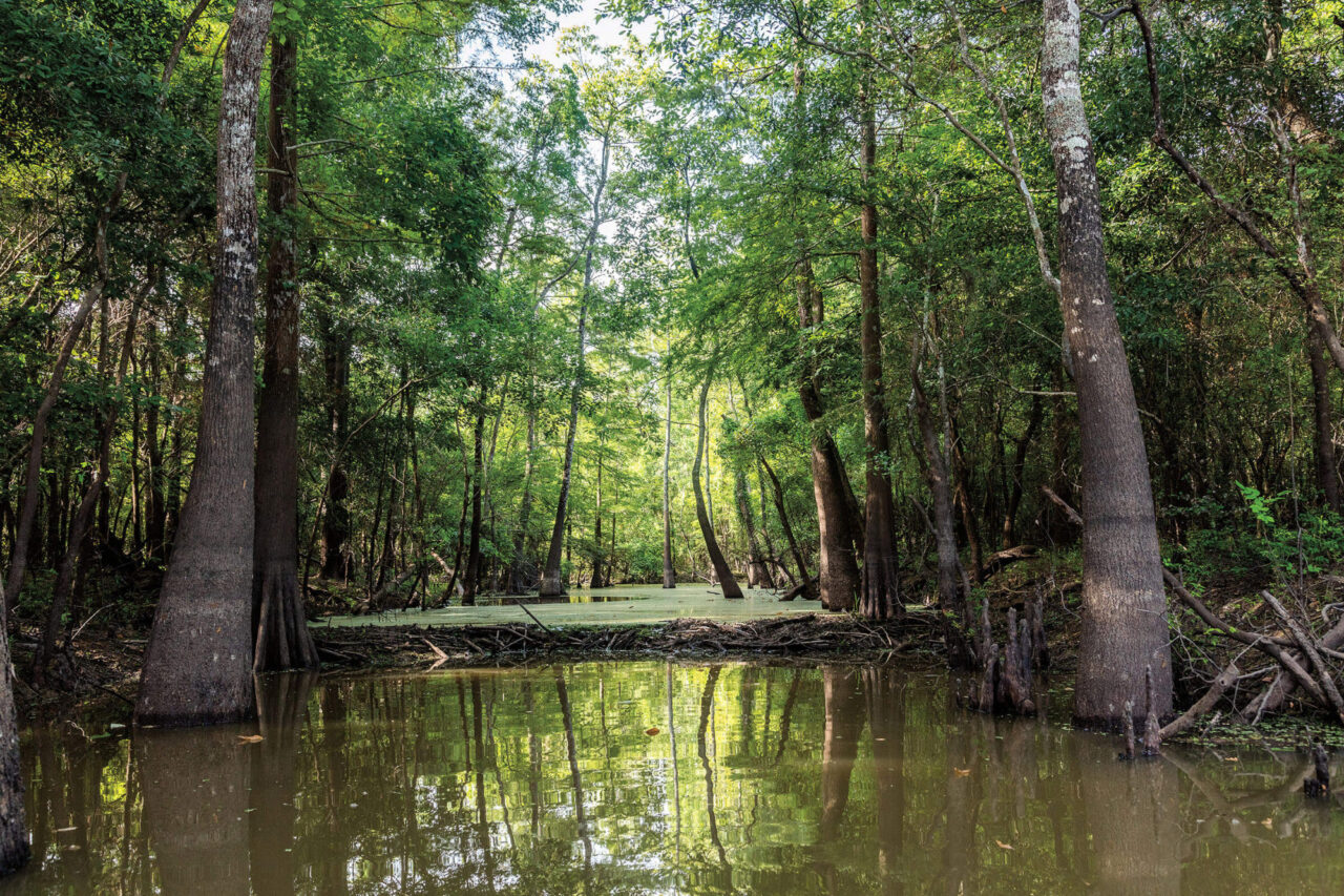 East Texas’ Swampy Wetlands Wouldn’t Exist Without Beavers