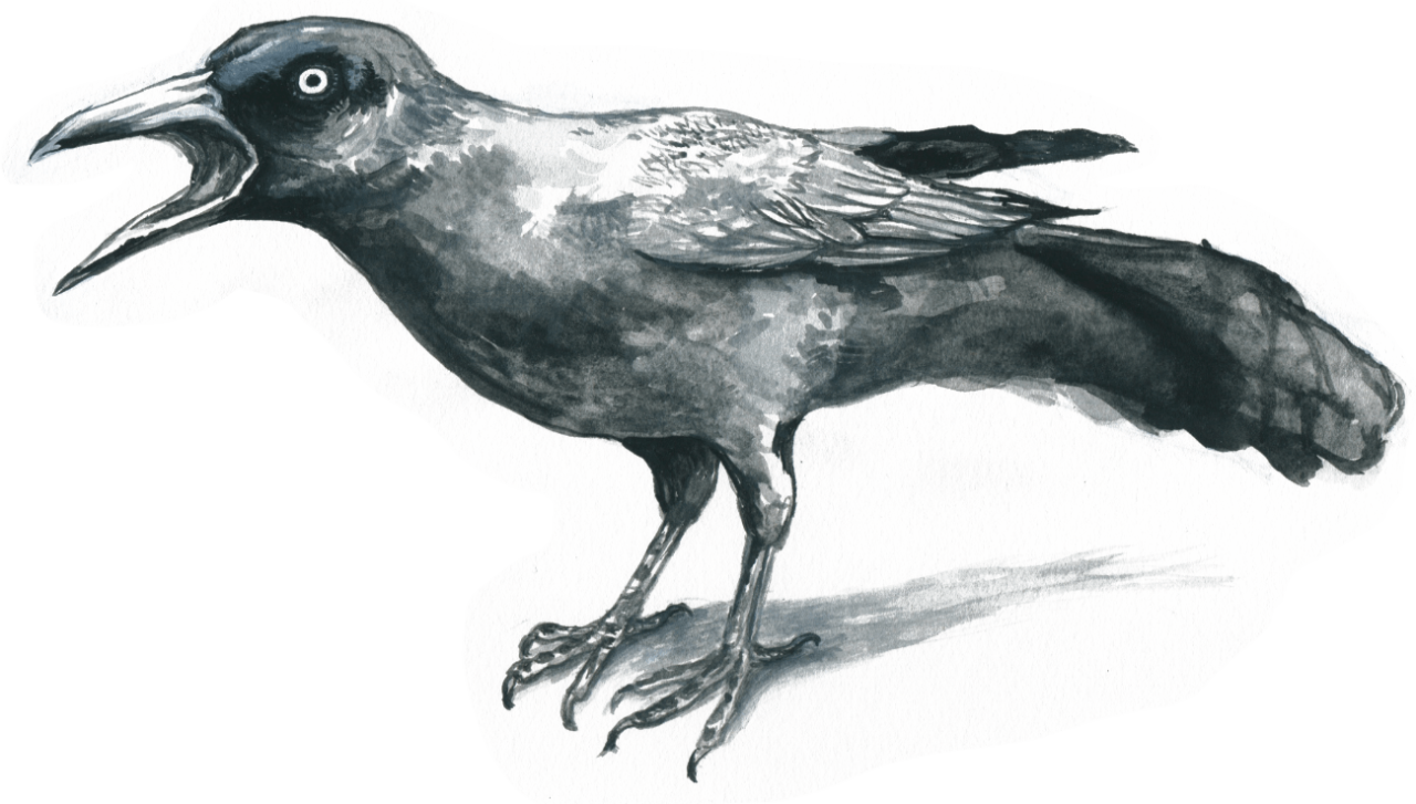 In Defense of the Grackle, the Bird Texans Love to Hate