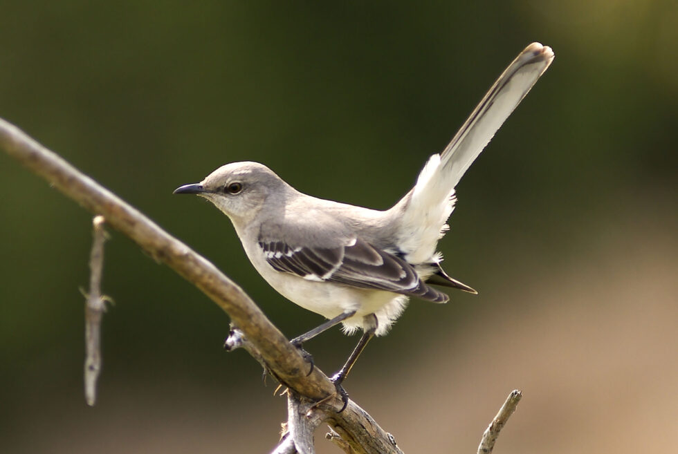 To Kill a Mockingbird—Why It's Time for Texas to Ditch Its State Bird