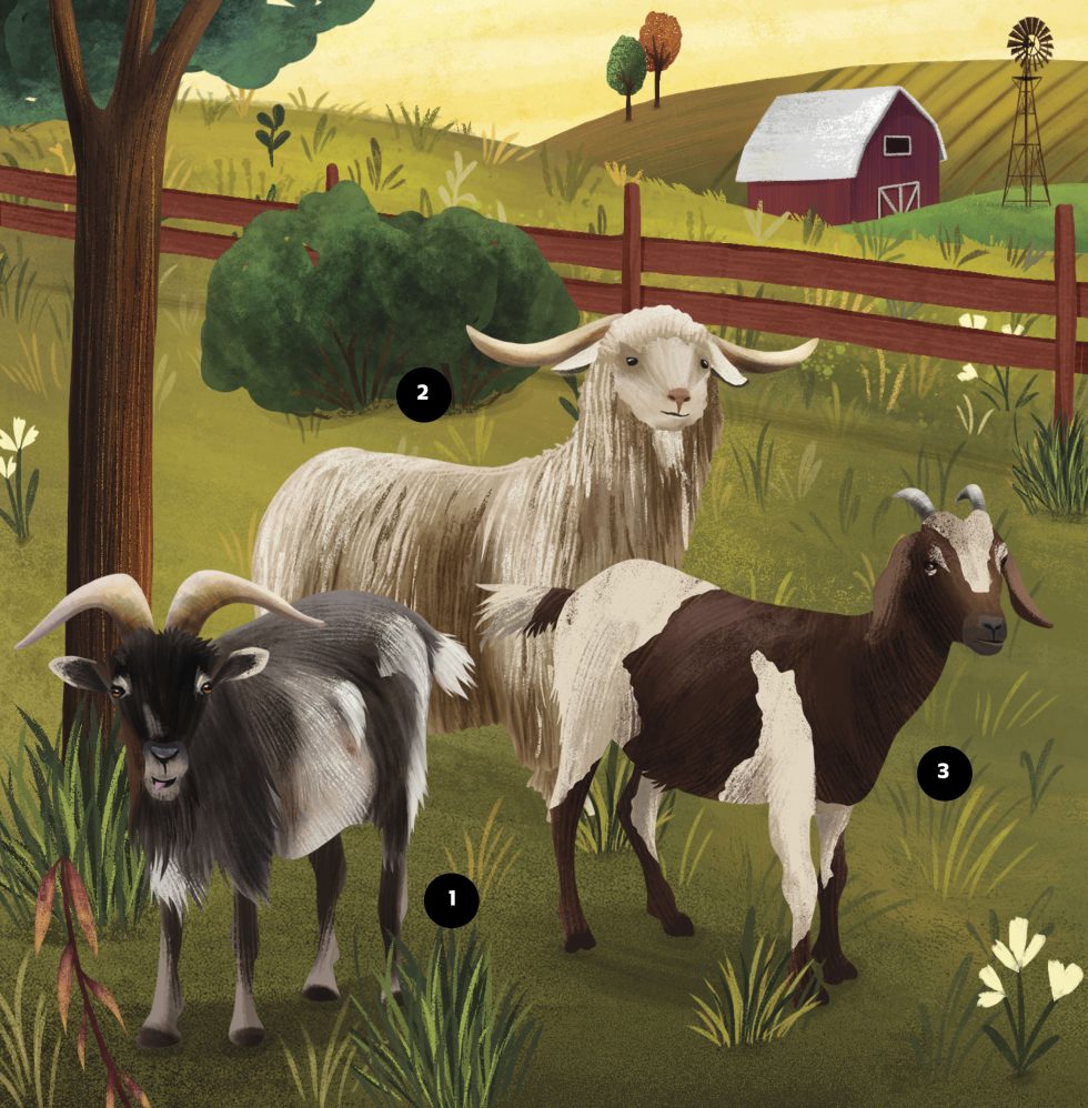 How Goats Went From Overgrazing Villains to Brush-Clearing Heroes