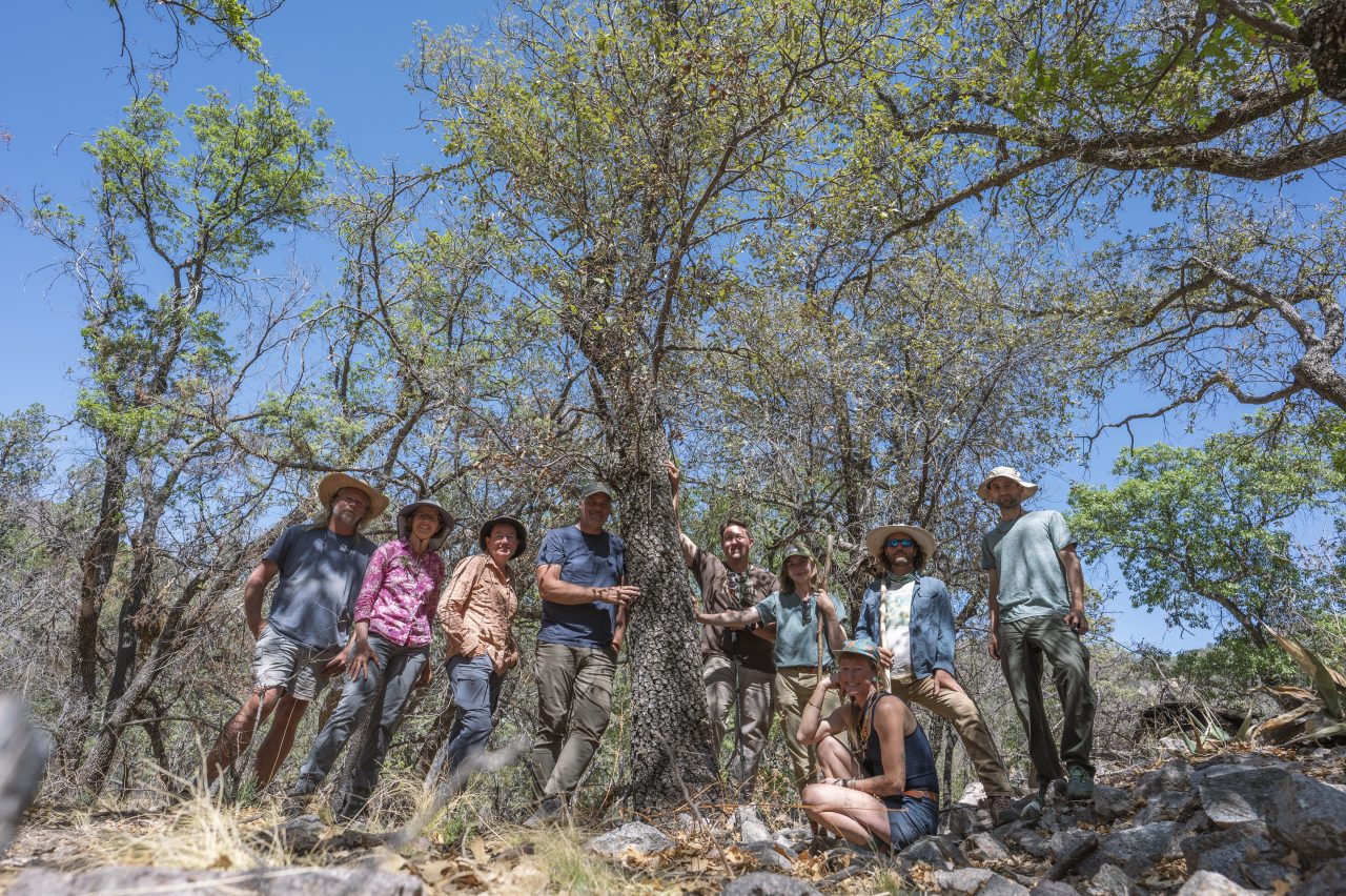 Oak Tree Thought to be Extinct Found in Big Bend National Park