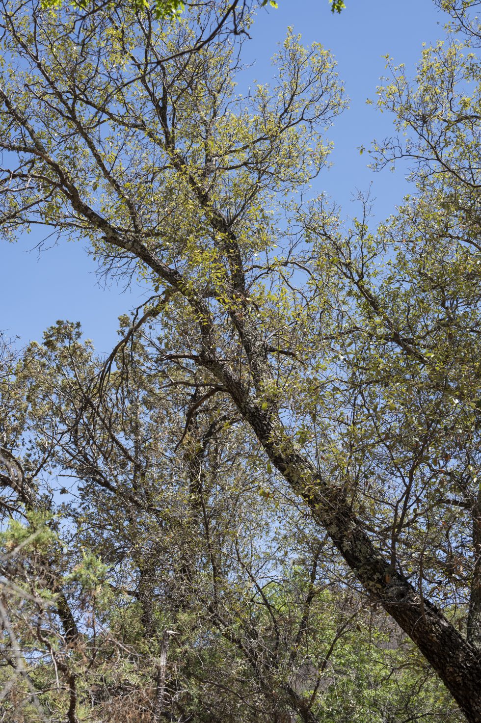 Oak Tree Thought to be Extinct Found in Big Bend National Park