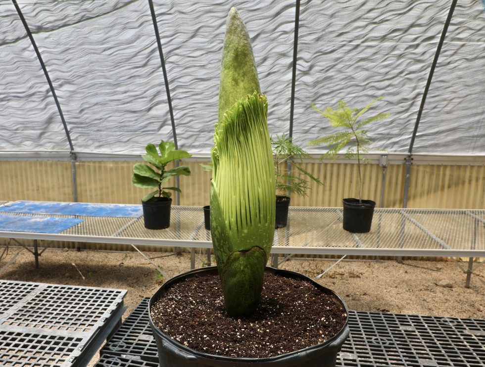 What's That Smell? San Antonio Zoo's Corpse Flower Is Ready To Bloom
