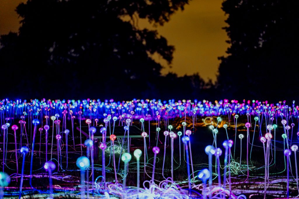 'Field of Light' Shines Bright at Lady Bird Johnson Wildflower Center