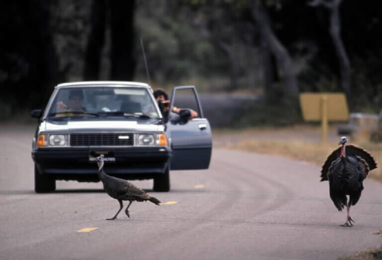 Gobble Gobble: Meet the Wild Turkeys of Texas
