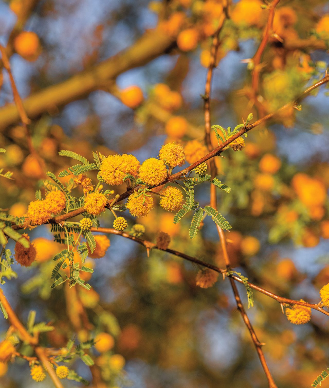 Texas’ Flowering Trees Take Seasonal Blooms to New Heights