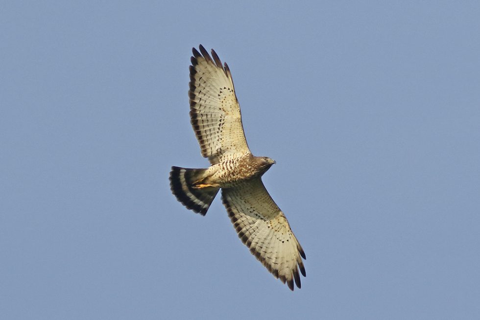 Head to South Texas for Hawk Watching at Bentsen-Rio Grande Valley ...