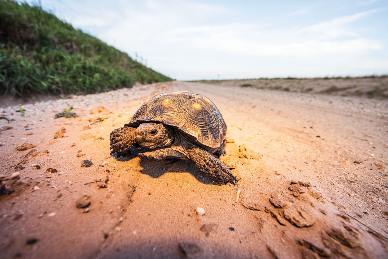 In Search of Texas’ Reptilian Riches and Abundant Amphibians